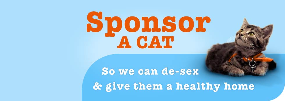 Sponsor a Cat – Cat Rescue Christchurch Charitable Trust