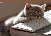 admin cat – Cat Rescue Christchurch Charitable Trust