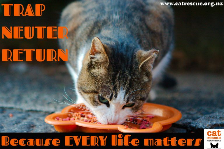 Trap Neuter Return (TNR) Links – Cat Rescue Christchurch Charitable Trust